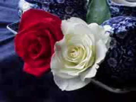 damar murat