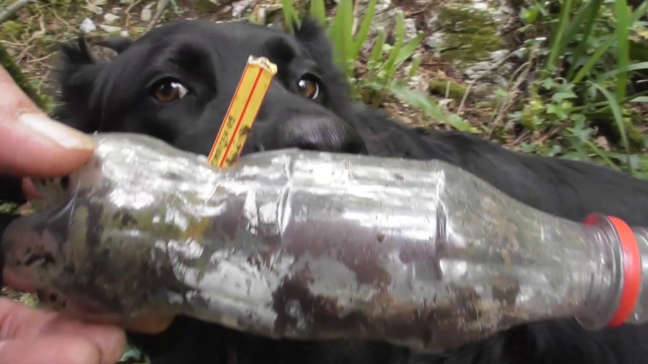 Bear's Bites 21/04/2020 Part 2 of 3 - YouTube