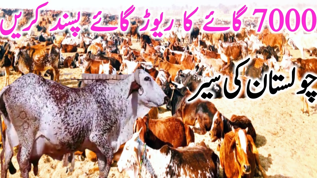Visit To Cholistan For Pure Cholistani Cow || Global Village Farming ...