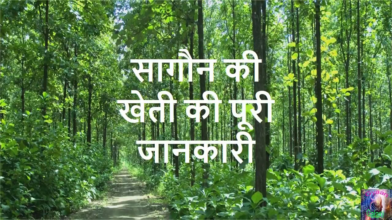 सागौन की खेती की पूरी जानकारीI Achieve success in Teak-wood Farming ...