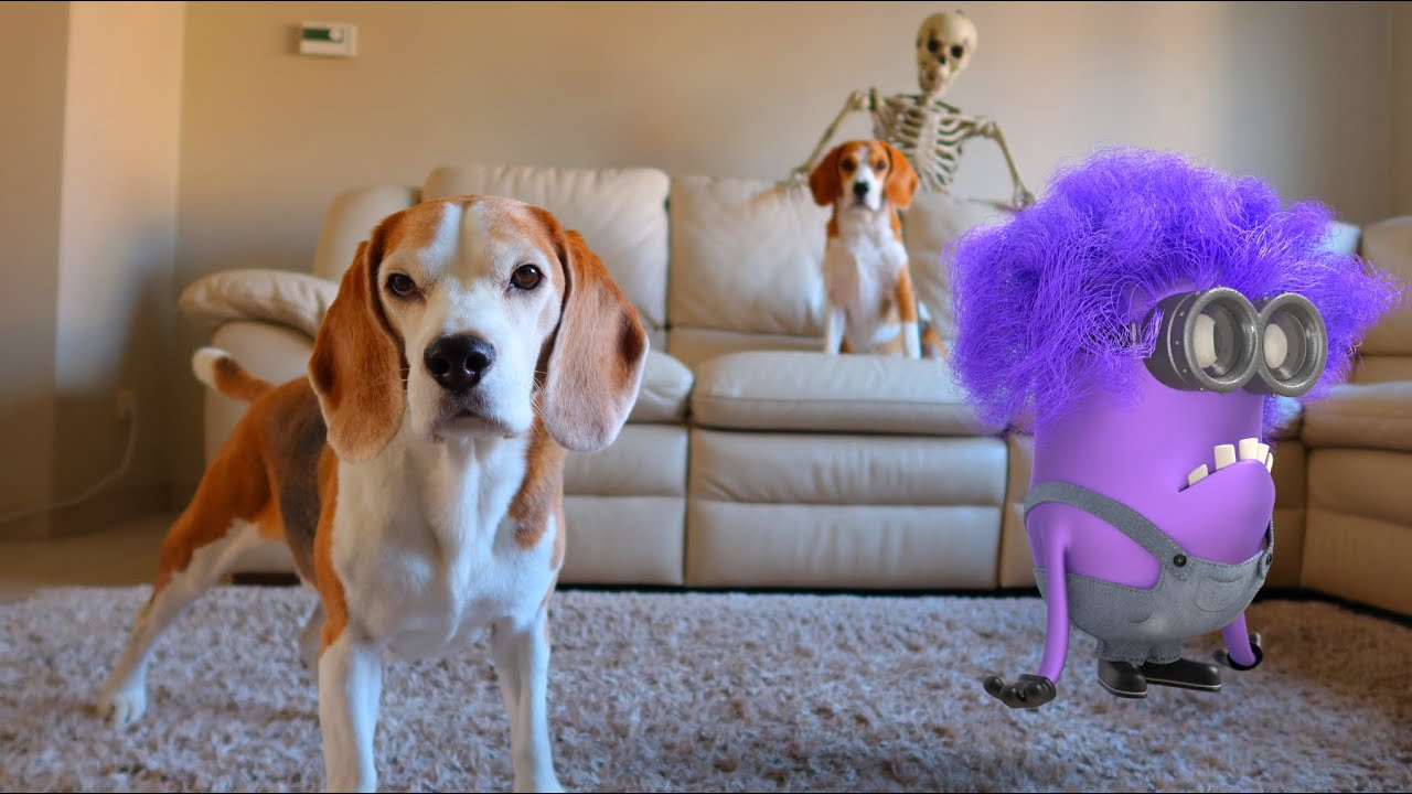 💜🌟Best of Minions In Real Life 4 🌟💜 - YouTube