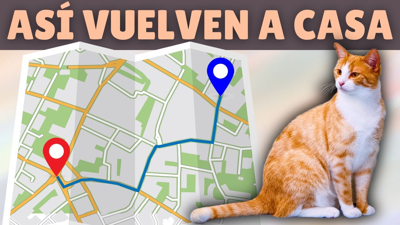 ¿Gatos GPS? ️ Cómo encuentran los gatos el CAMINO A CASA - YouTube