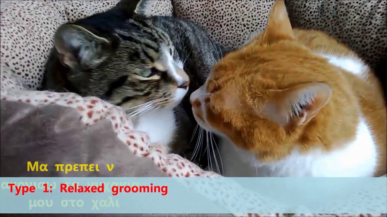 How cats groom their fur - YouTube