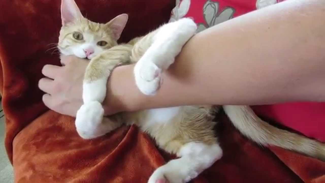 Cute cat belly rubs, kisses, and a misplaced tail! - YouTube