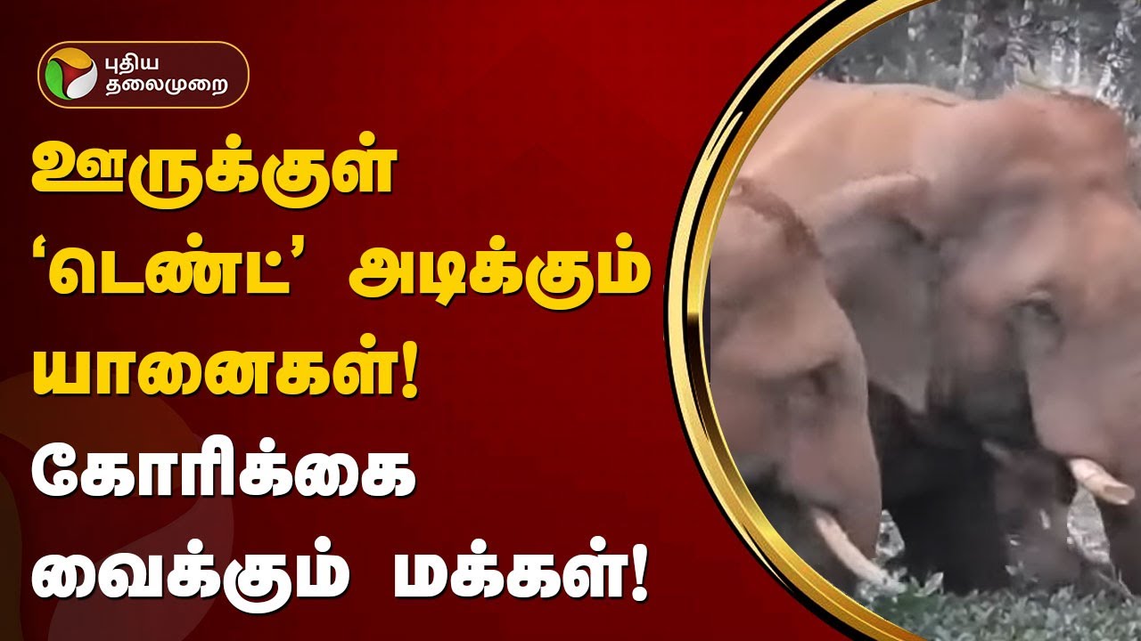 ஊருக்குள் 'டெண்ட்' அடிக்கும் யானைகள்!கோரிக்கை வைக்கும் மக்கள்! | Elephant | PTT - YouTube
