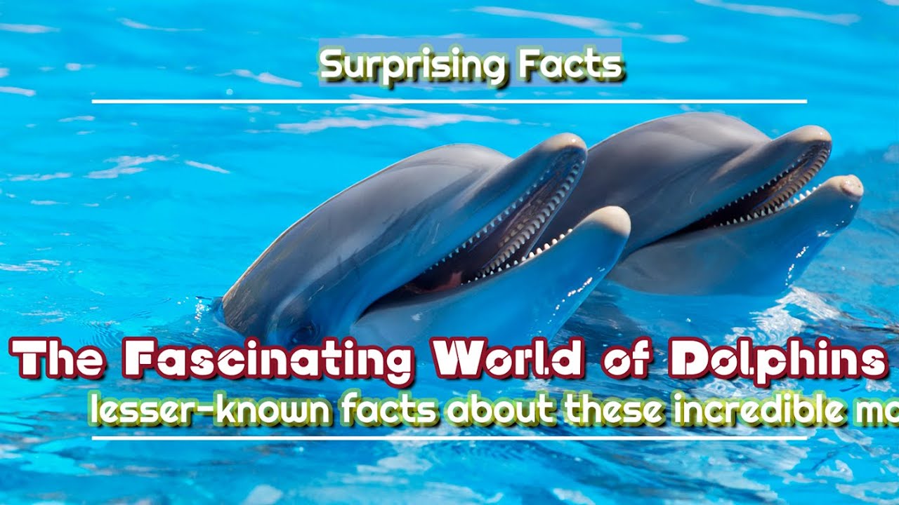 Amazing Facts About Dolphins: The Smartest Creatures in the Sea🐬🐋 - YouTube