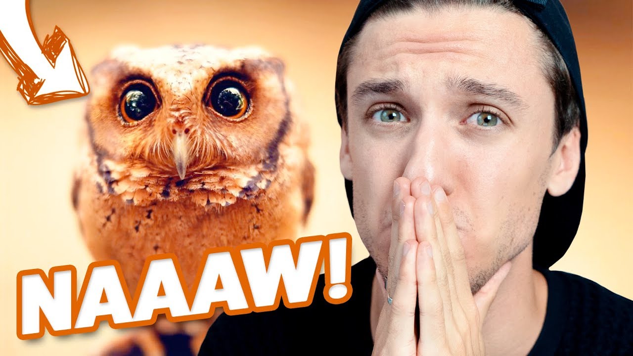 Försök Att INTE Säga NAAAW Åt Dessa 14 SÖTA UGGLOR - YouTube