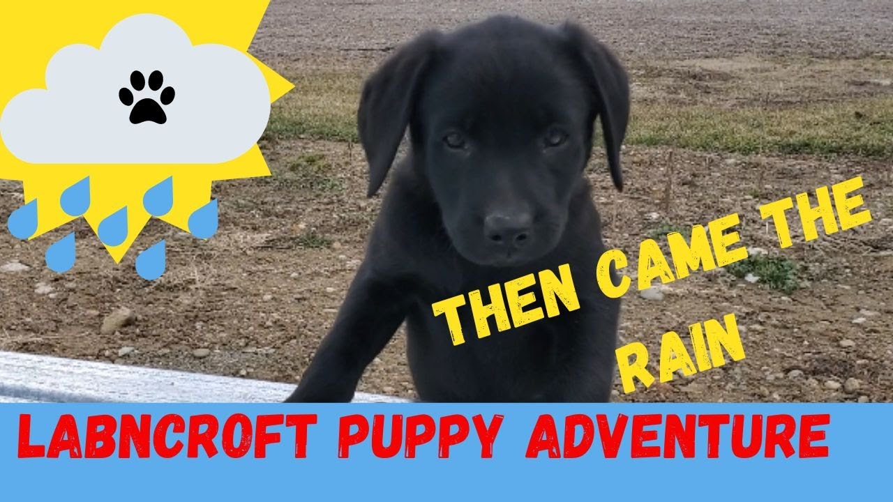Labncroft Labrador Puppy Adventure - Then Came The Rain - YouTube