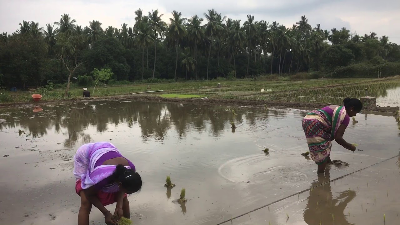 Natural farming kullakar paddy - YouTube
