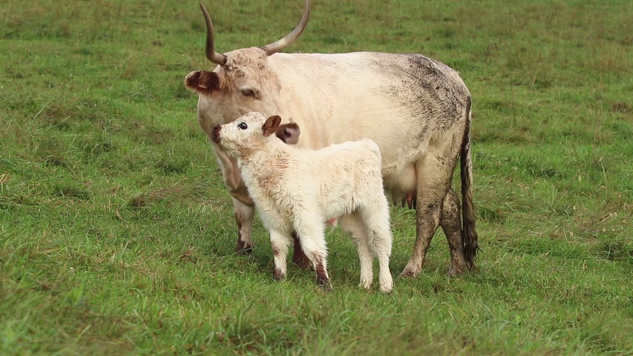 Momma cow & baby - YouTube