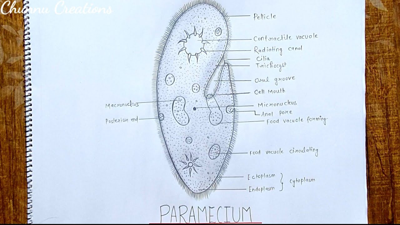 Paramecium Drawing How To Draw Paramecium Step By Step Paramecium Drawing How To Draw Paramecium Step By Step