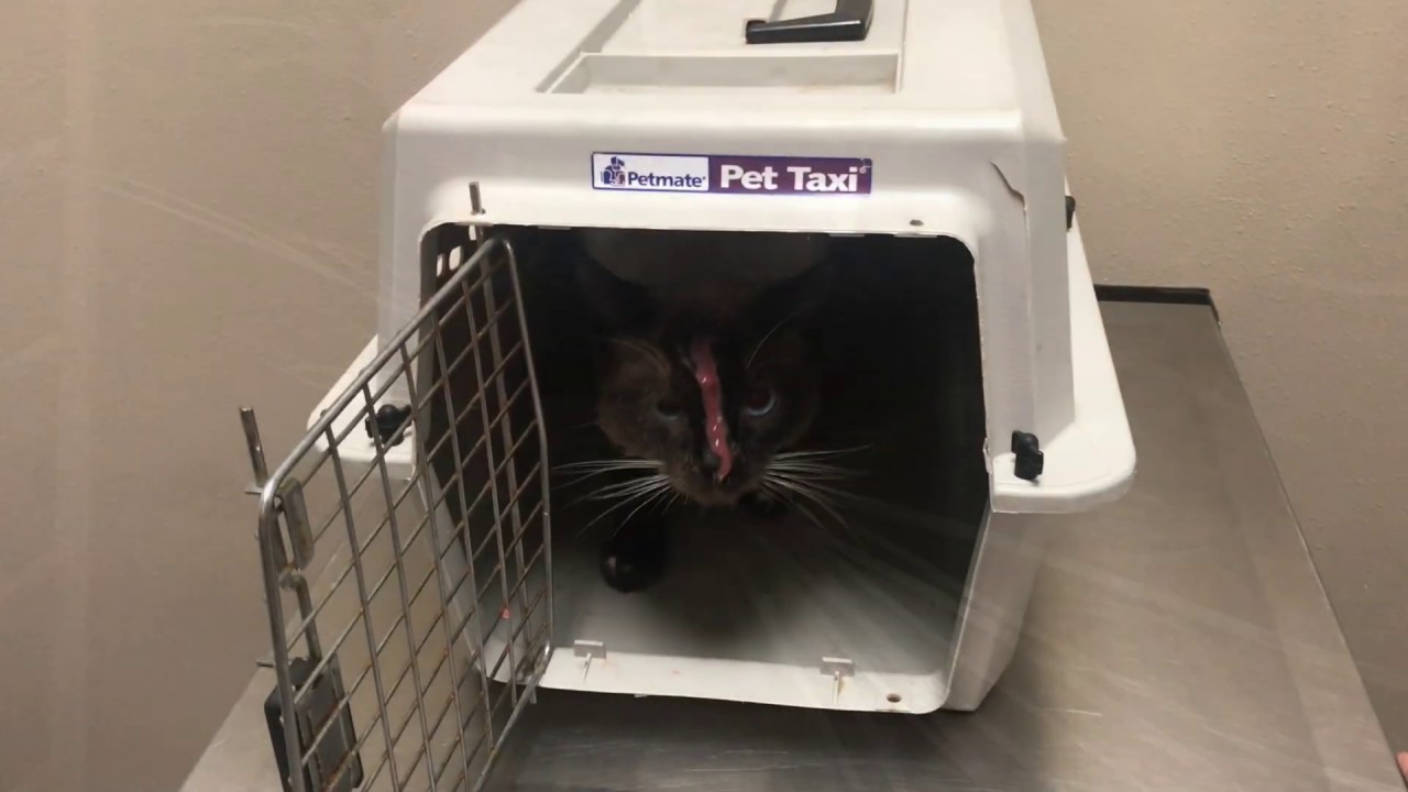 PUSCAM!! STORE KITTY HAD A FIGHT WITH A CLIENT AND ACQUIRED AN ABSCESS ...