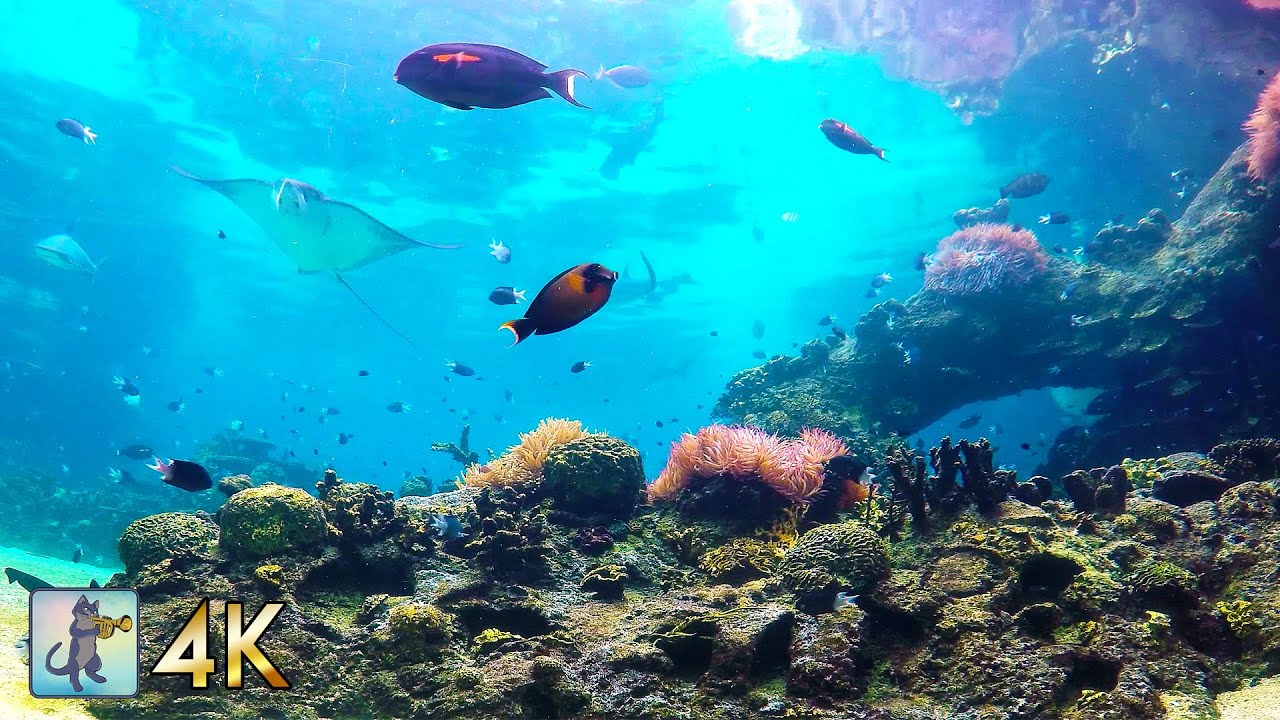 4K CORAL REEF AQUARIUM 🐟 Best Relax Music • Sleep Music • 4K Aquarium ...