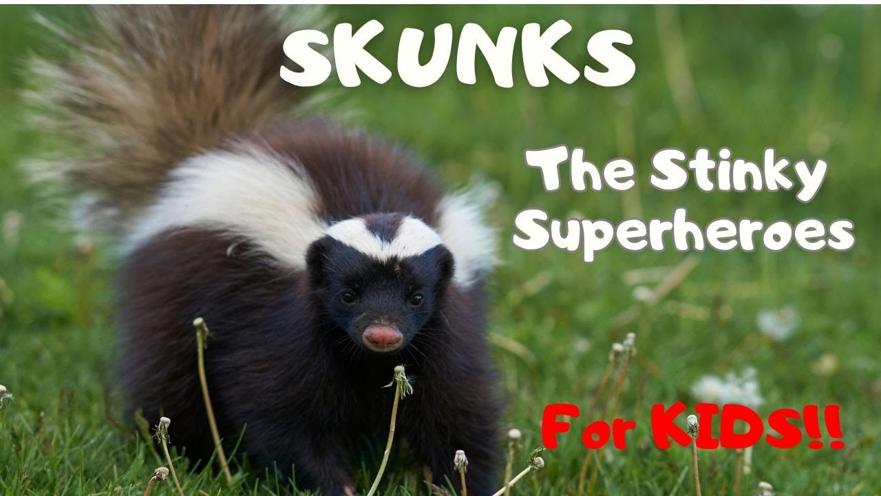 All about Skunks: The Stinky Superheroes-For KIDS!! - YouTube