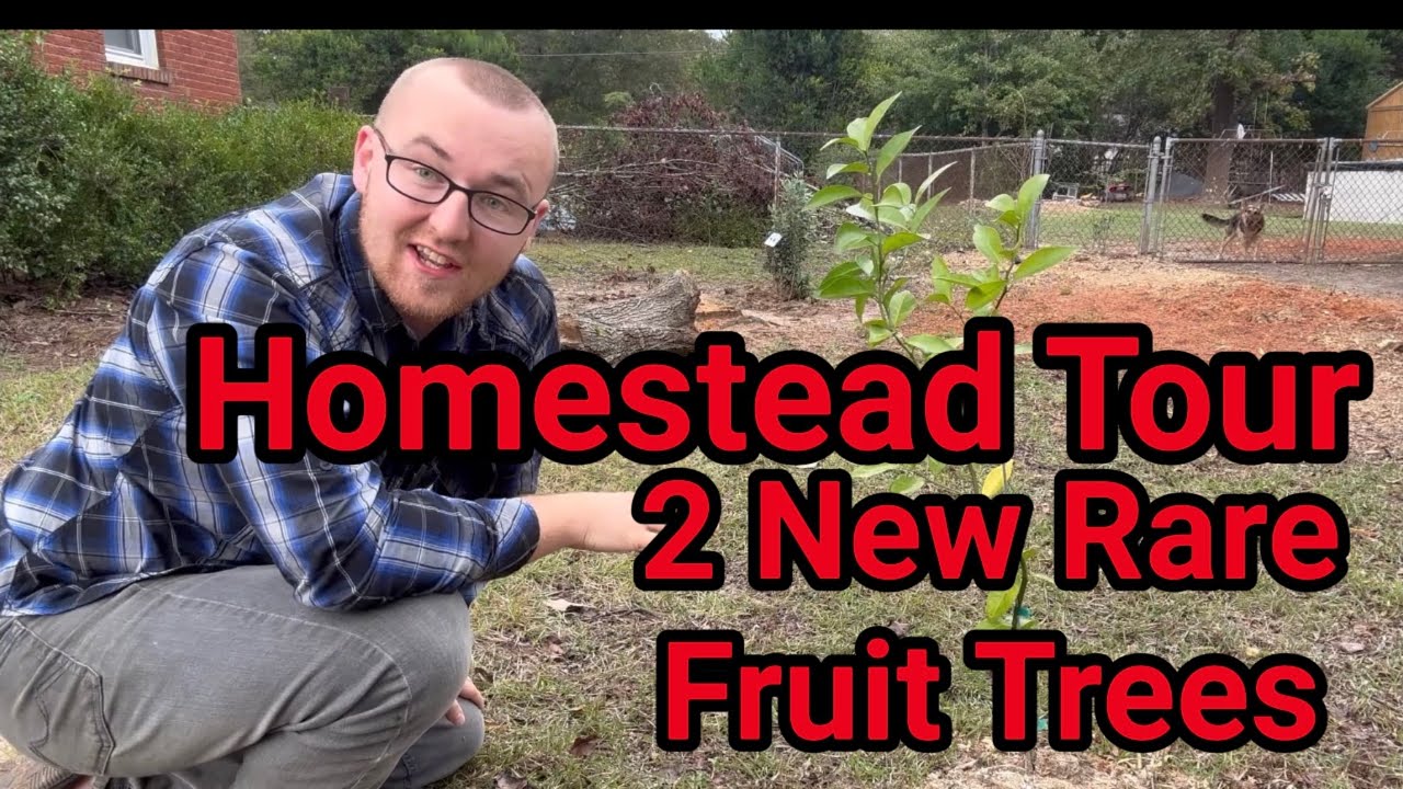 Homestead Tour! Two Rare Fruit Trees ADDED! - YouTube