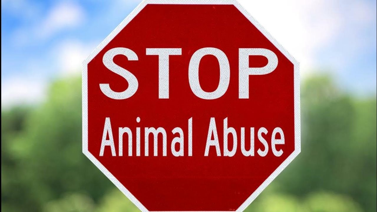 Animal Abuse Is A Psychological Issue YouTube animal-abuse-is-a-psychological-issue-youtube