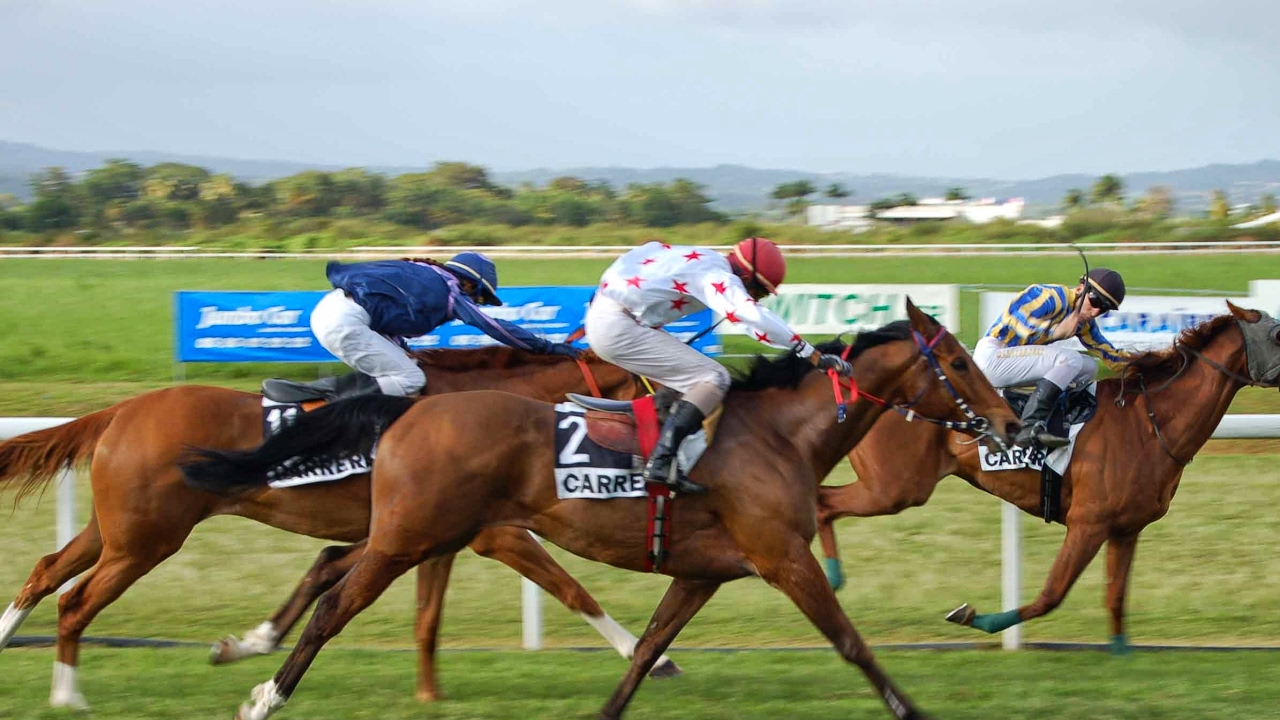 Diffusion en direct de pronostic turfiste - YouTube