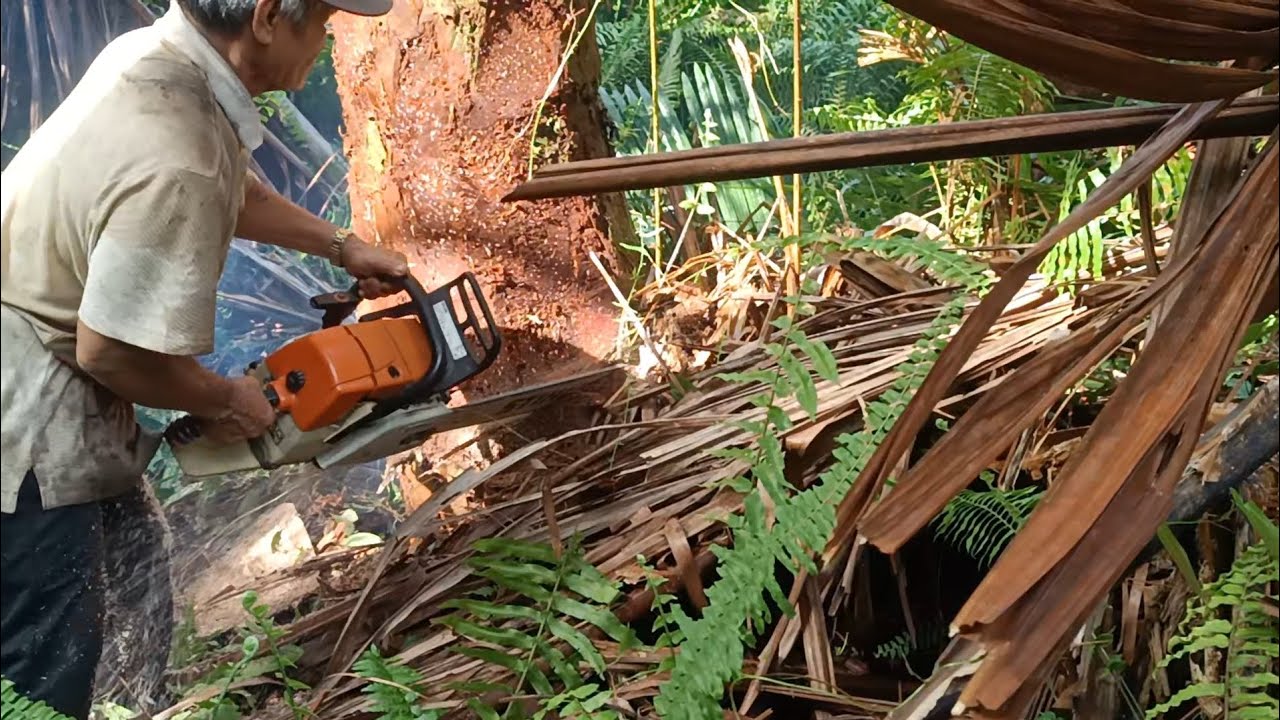 Menebang Pohon Rumbia - YouTube