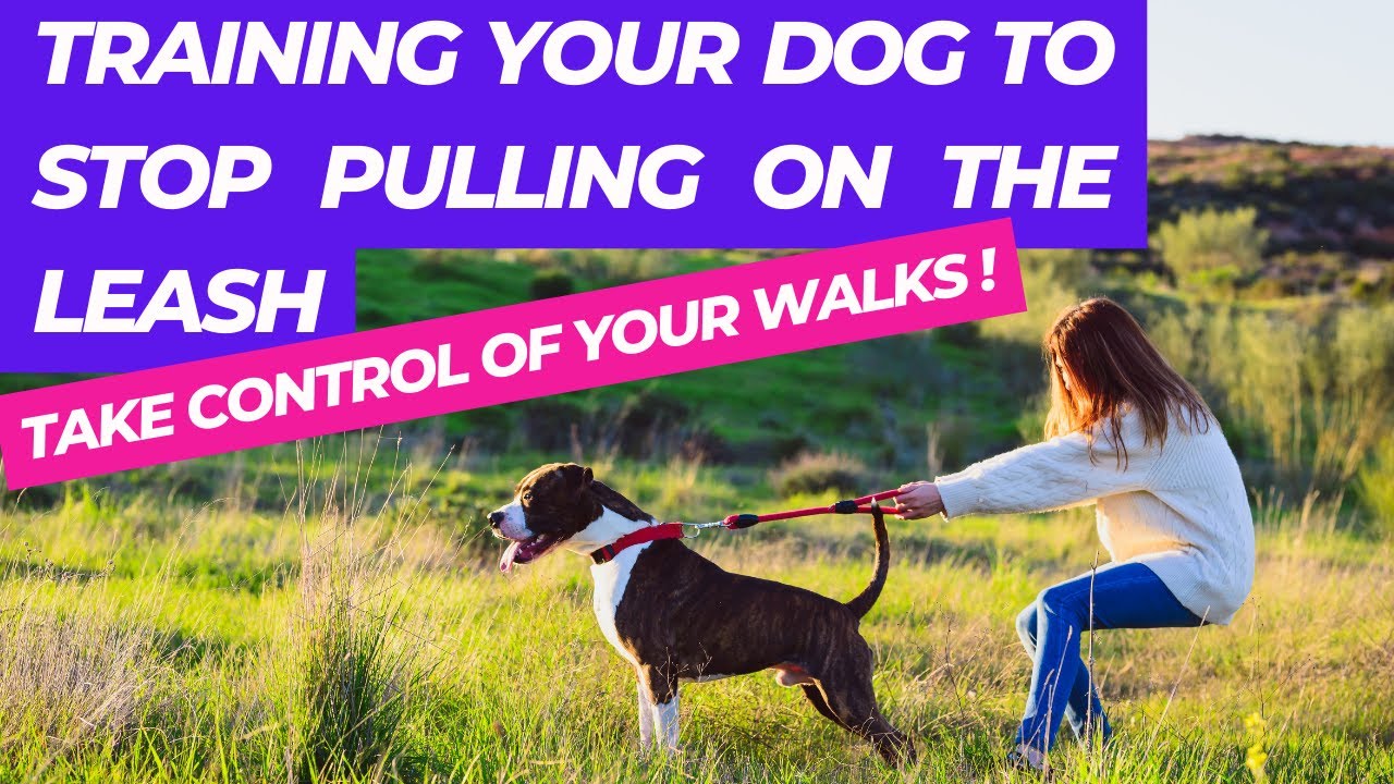Take Control of Your Walks: Training Your Dog to Stop Pulling on the ...