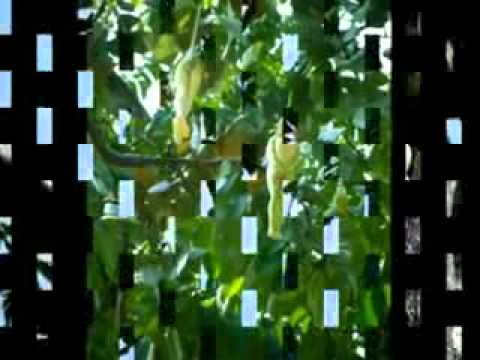 liyathabara mala@sanjeebandara video creation - YouTube
