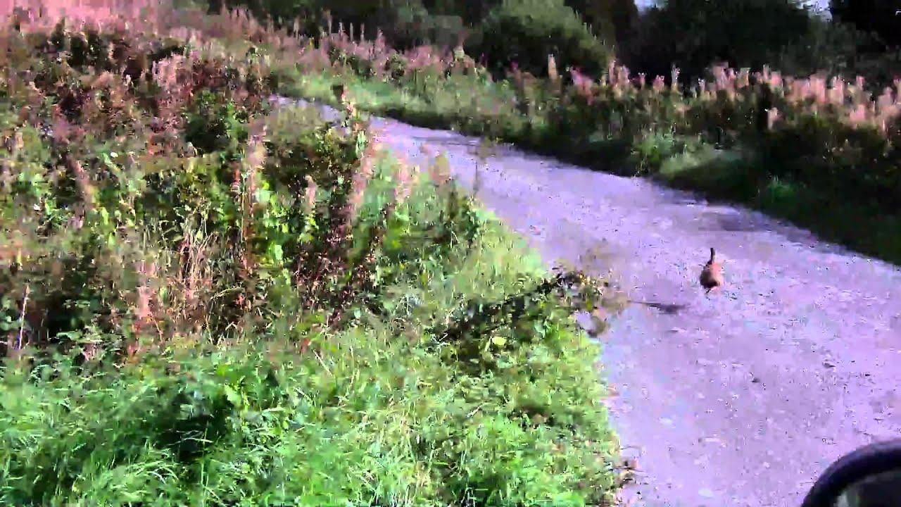 Pheasant Running in the Bog - YouTube