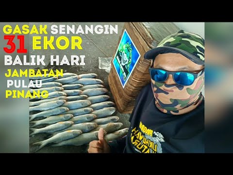 Gasak Senangin Balik Hari 31 Ekor Jambatan Pulau Pinang!!!!