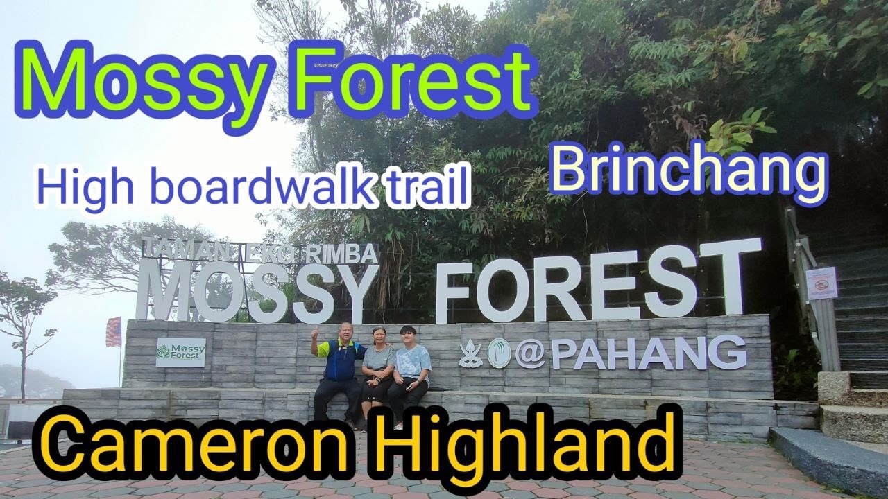 Mossy trail on a boardwalk , it is clean and comfortable , Mossy Forest ...