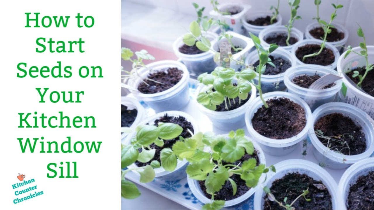 It is Simple to Start Seeds on Your Window Sill - YouTube