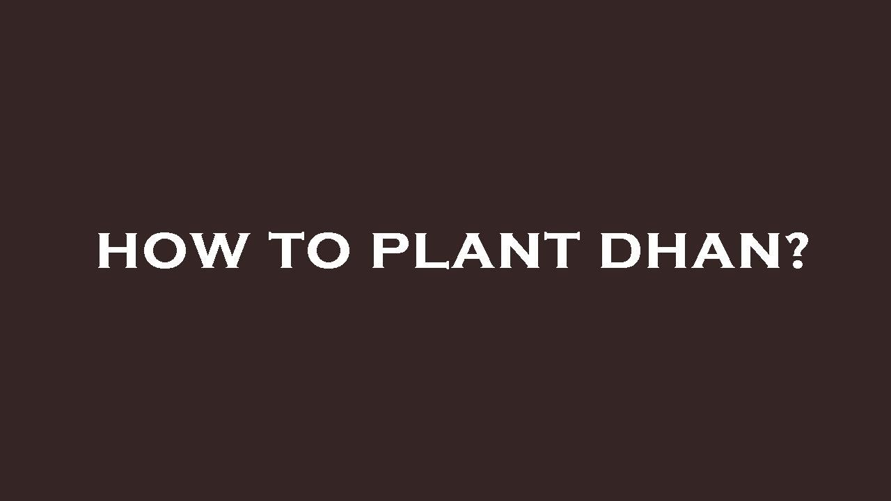 How to plant dhan? - YouTube
