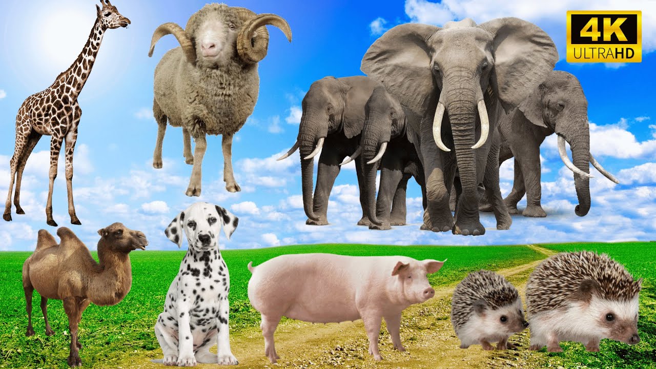 4K Wild Animal Sounds: Giraffe, Sheep, Elephant, Camel, Dog, Pig ...