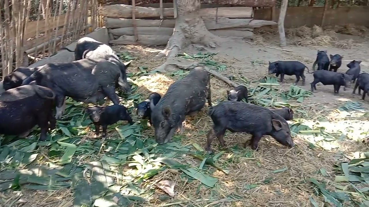 Feeding Banana leaves to native pigs - YouTube