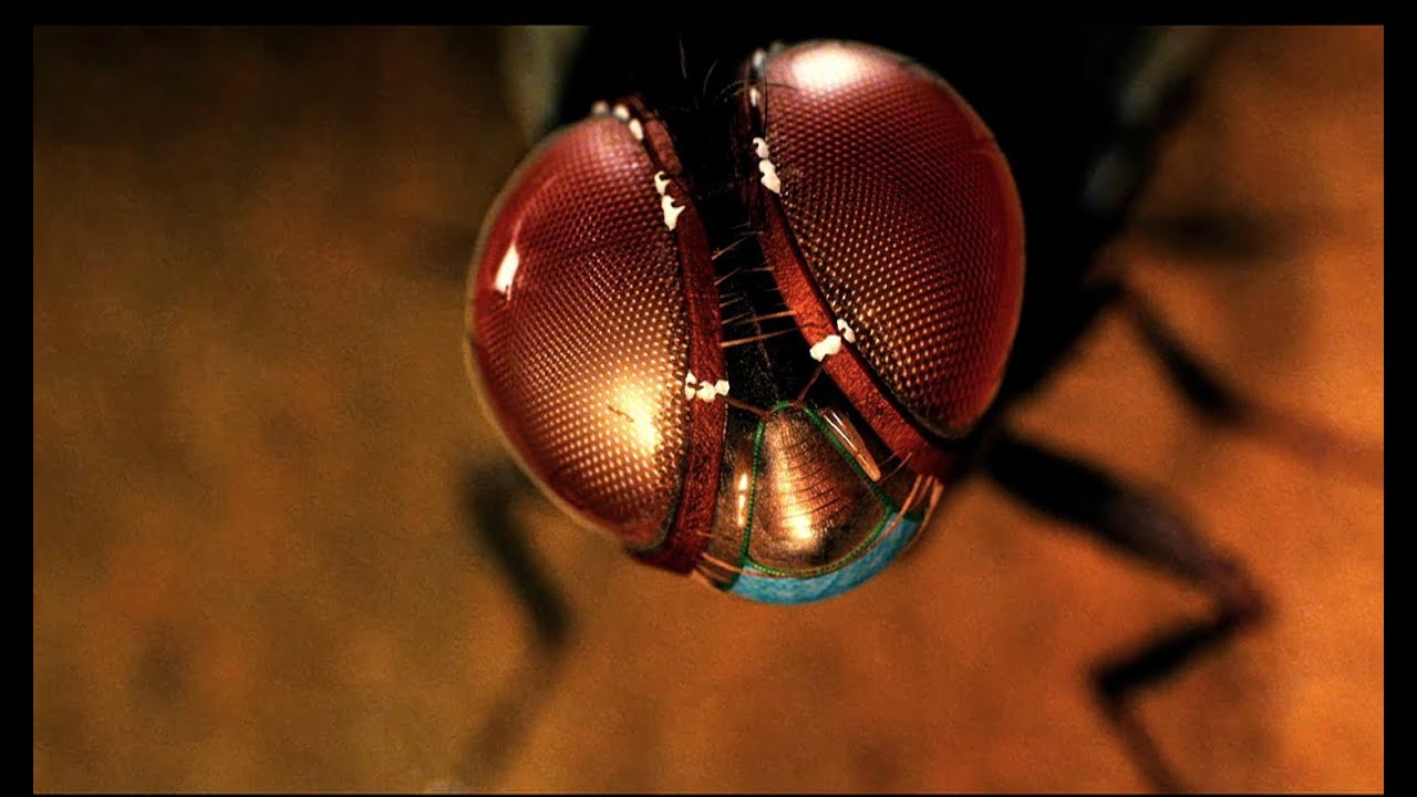 Eecha Movie Scenes w/subtitles - Birds attacking Eecha (Nani) - Nani ...