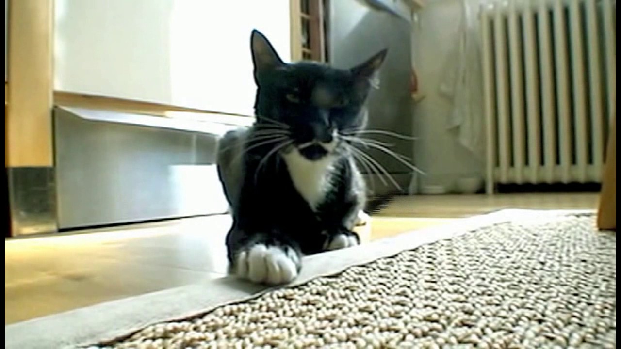 Scared angry cat - YouTube