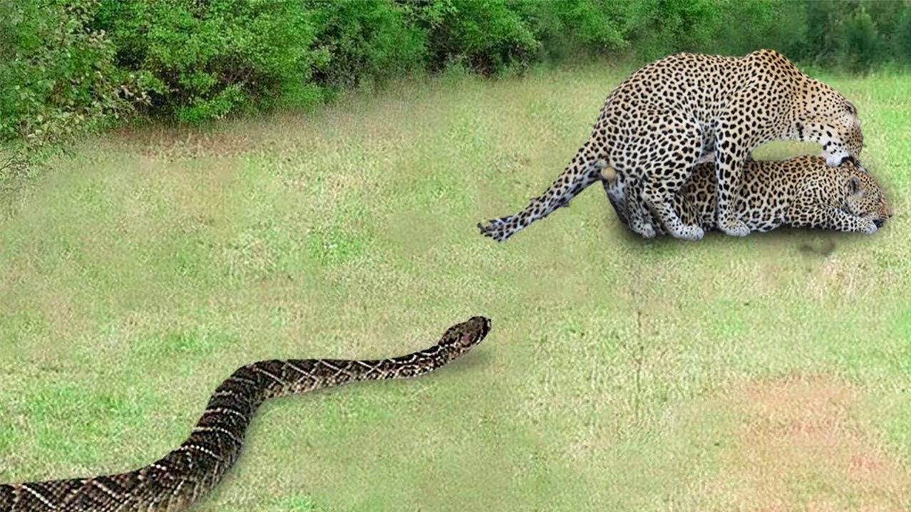 The Stubborn Leopard Considers The Giant Python As A Hobby And The ...