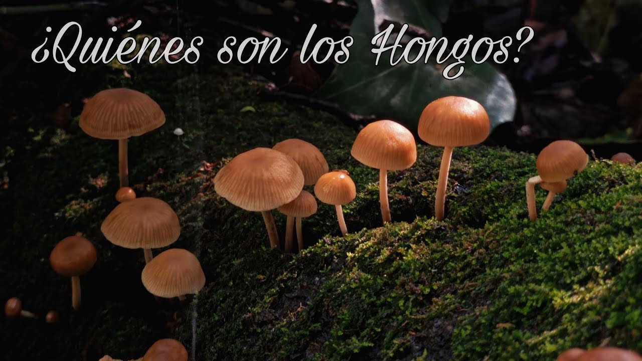 Los Hongos son más que alucinaciones y malos olores. - YouTube