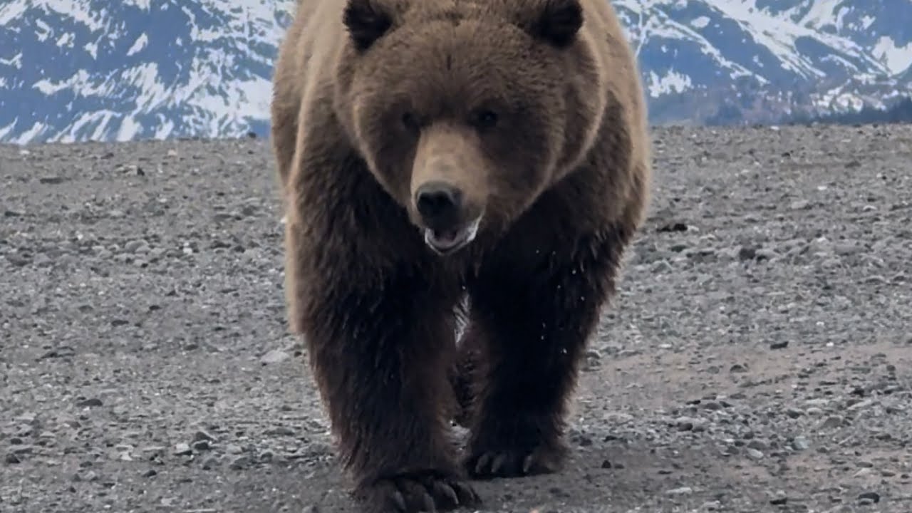 Huge Male Grizzly Bear Approaches Photographer in Alaska - YouTube
