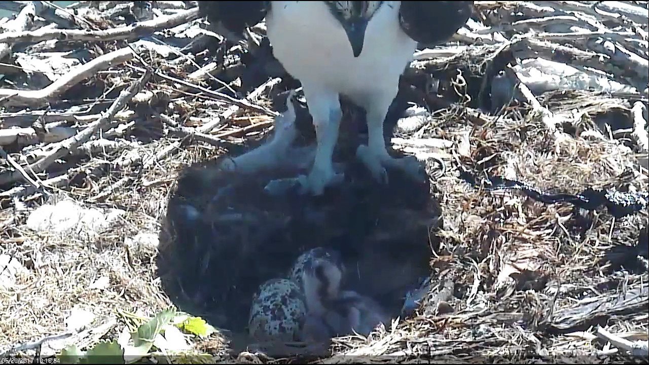 5/20/17 #1 and #2 a few hours after hatching - Boulder County Osprey ...