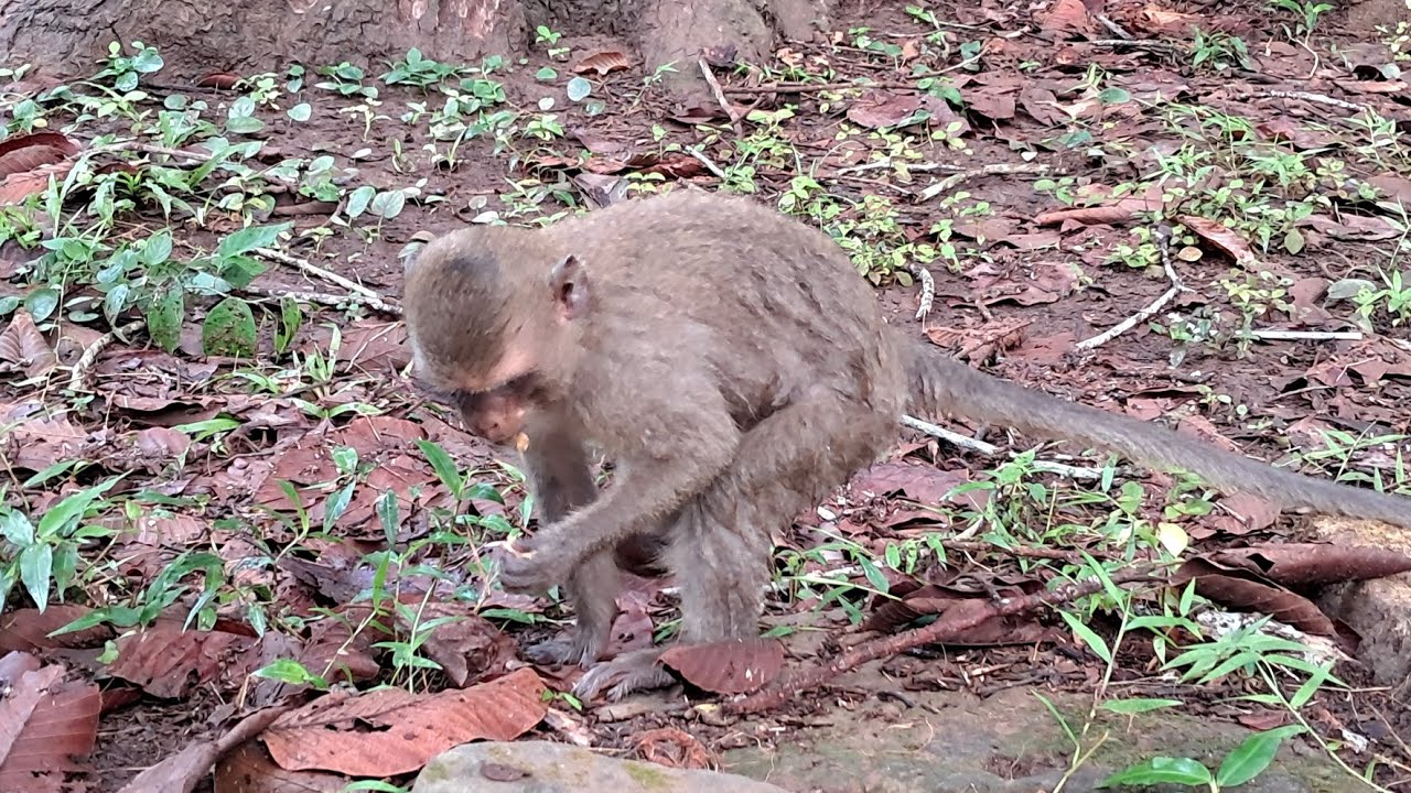 Monkey with Nature #248 Update Monkey Life | so incredible monkey ...