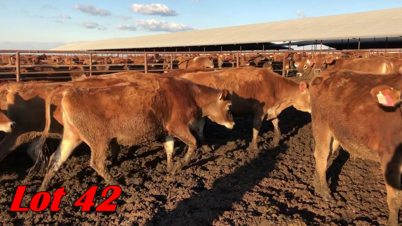 Bosma Lot 42 - YouTube