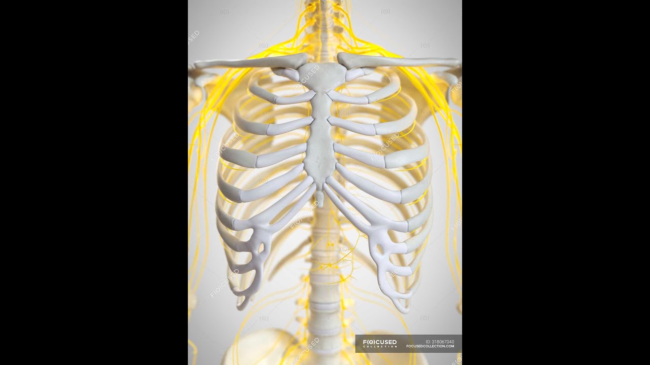 Thorax innervation - YouTube