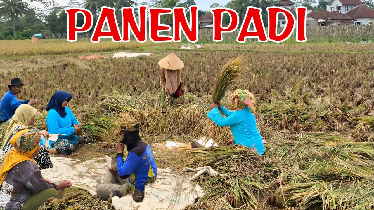 Panen padi tradisional...enaknya makan di pinggir sawah. - YouTube