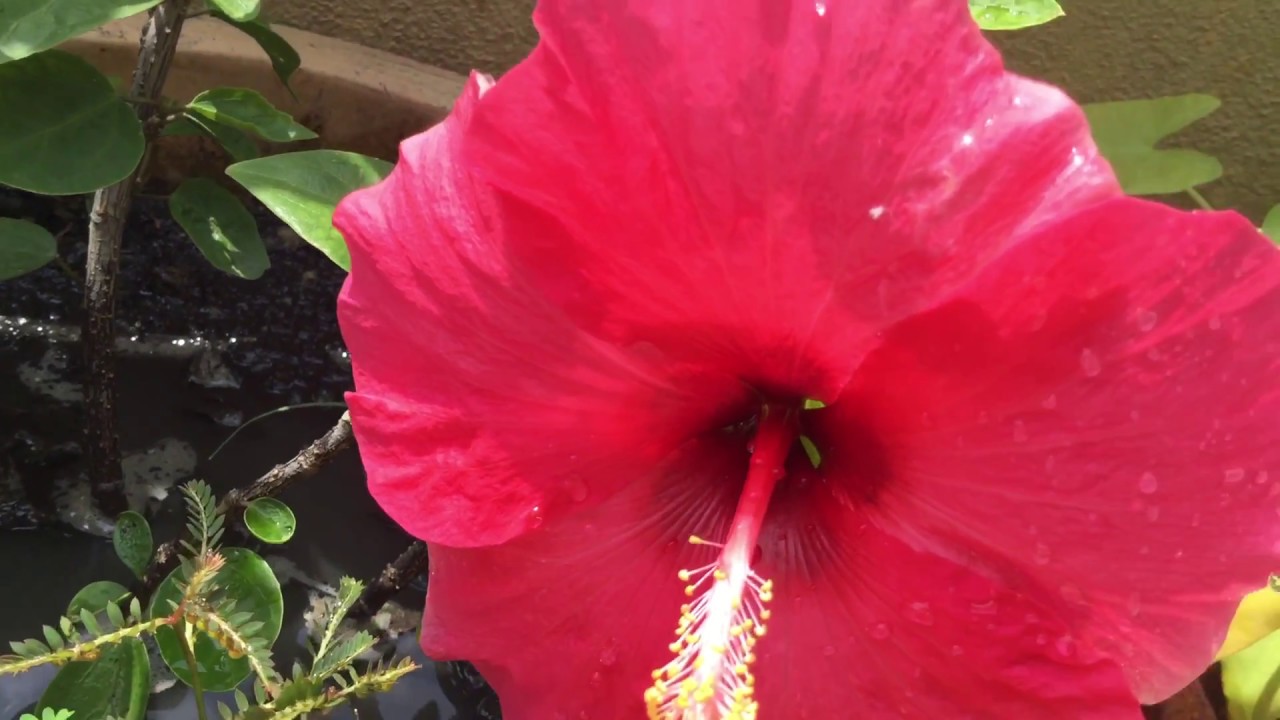 "Habiscus" Queen of Tropical Flowers "Ratu Bunga Tropika" 热带花卉女王 ...