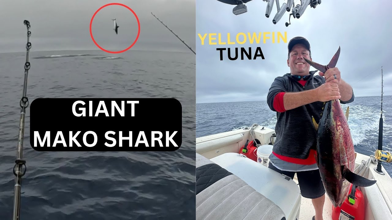 GIANT MAKO SHARK JUMPING | YELLOWFIN TUNA | San Diego - YouTube