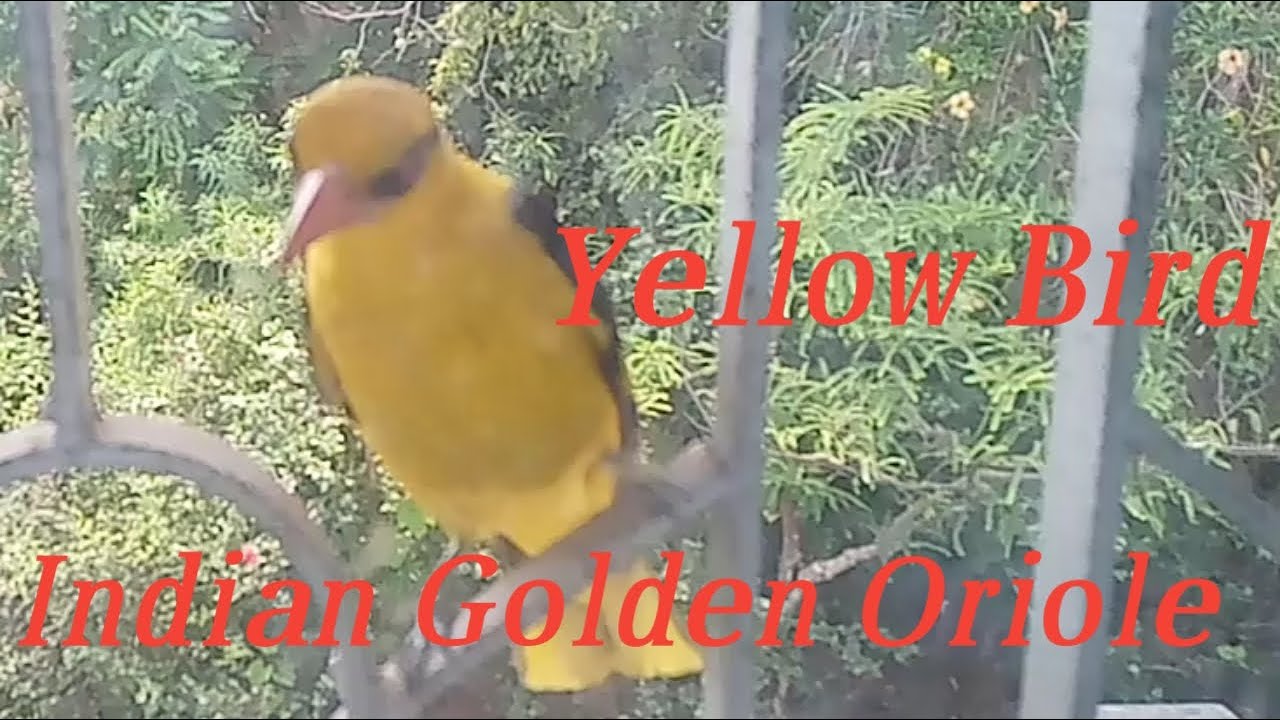 What is the Yellow Bird Indian - YouTube