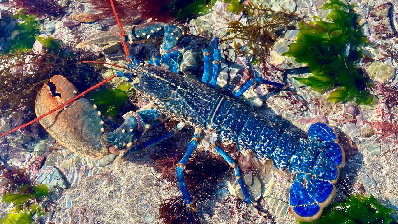Coastal Foraging in Tidal Pools - Lobsters, Crabs and Sea Creatures in ...