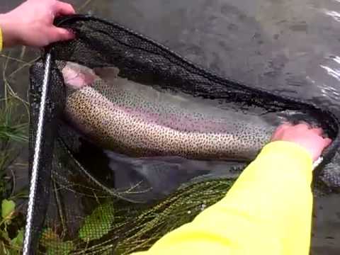 Monster trout at markle fisheries - YouTube