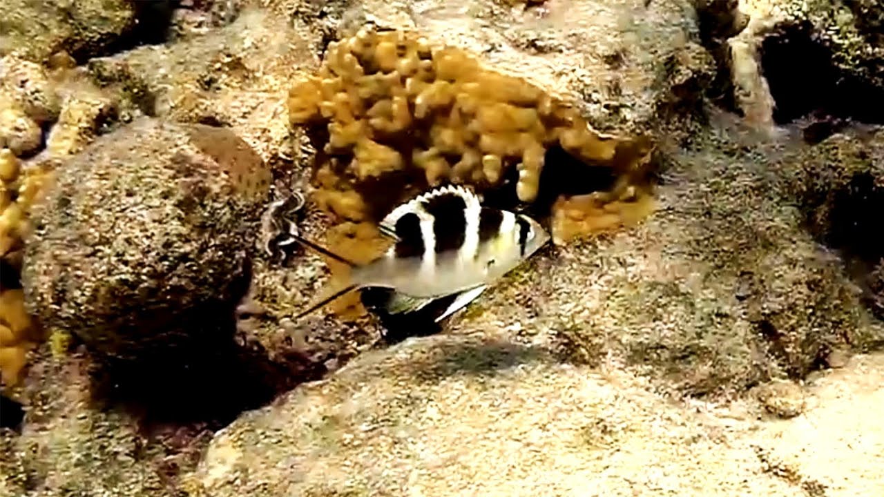 Humpnose big-eye bream (Monotaxis grandoculis) juvenile, Короткорылый ...