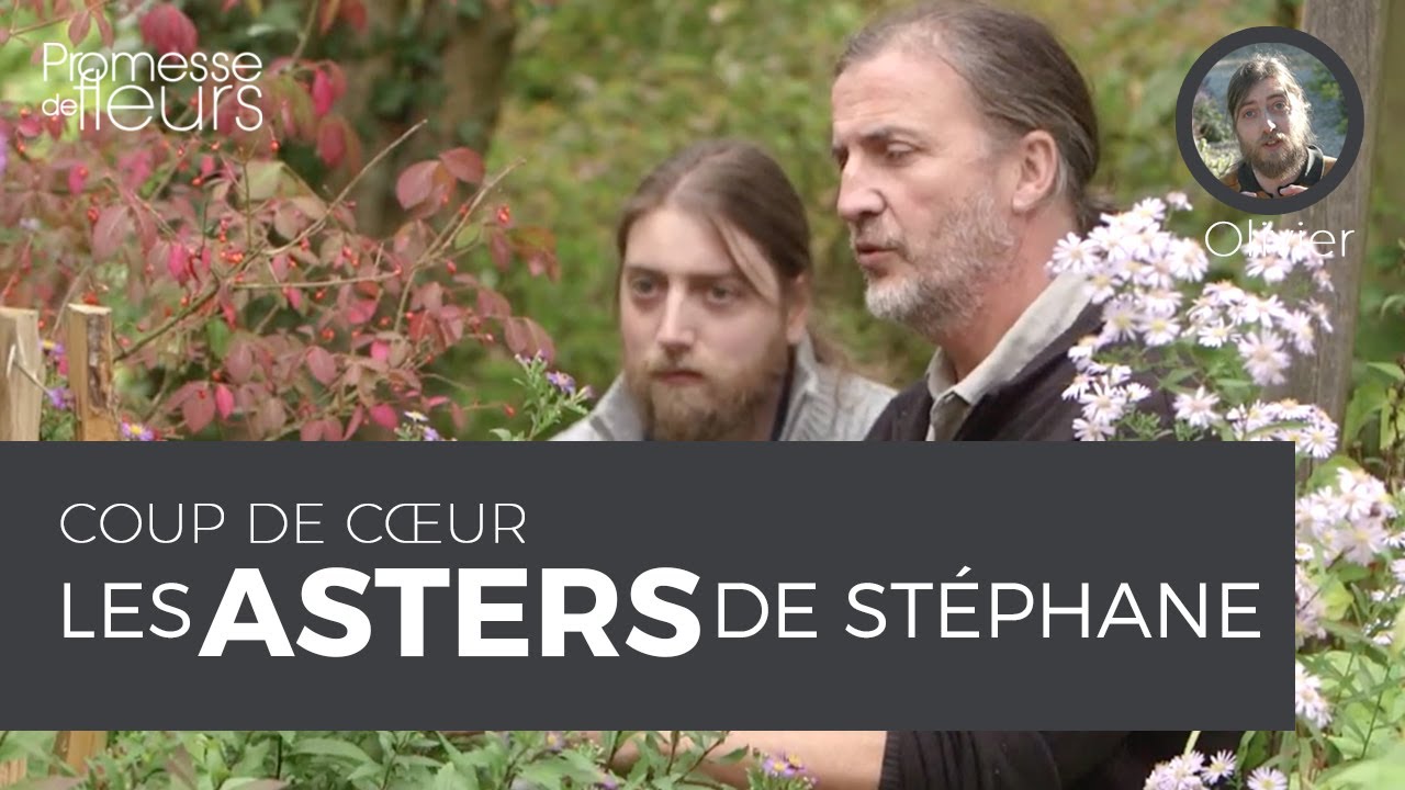 Coup de cœur : les asters de Stéphane - YouTube