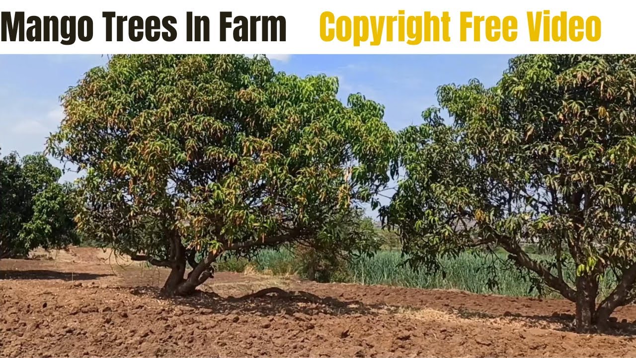 Mango Trees in Farms - Copyright Free Video 4k - YouTube