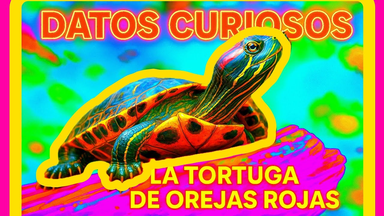 LA TORTUGA DE OREJAS ROJAS , DATOS CURIOSOS - YouTube